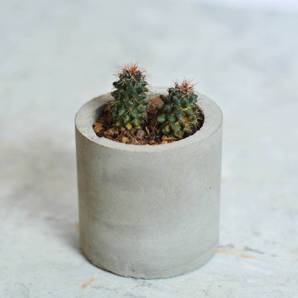 Small Concrete Containers Bali Planter Ivory Small | Outdoor